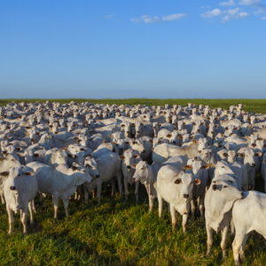 Faeg | Sistema Faeg Senar